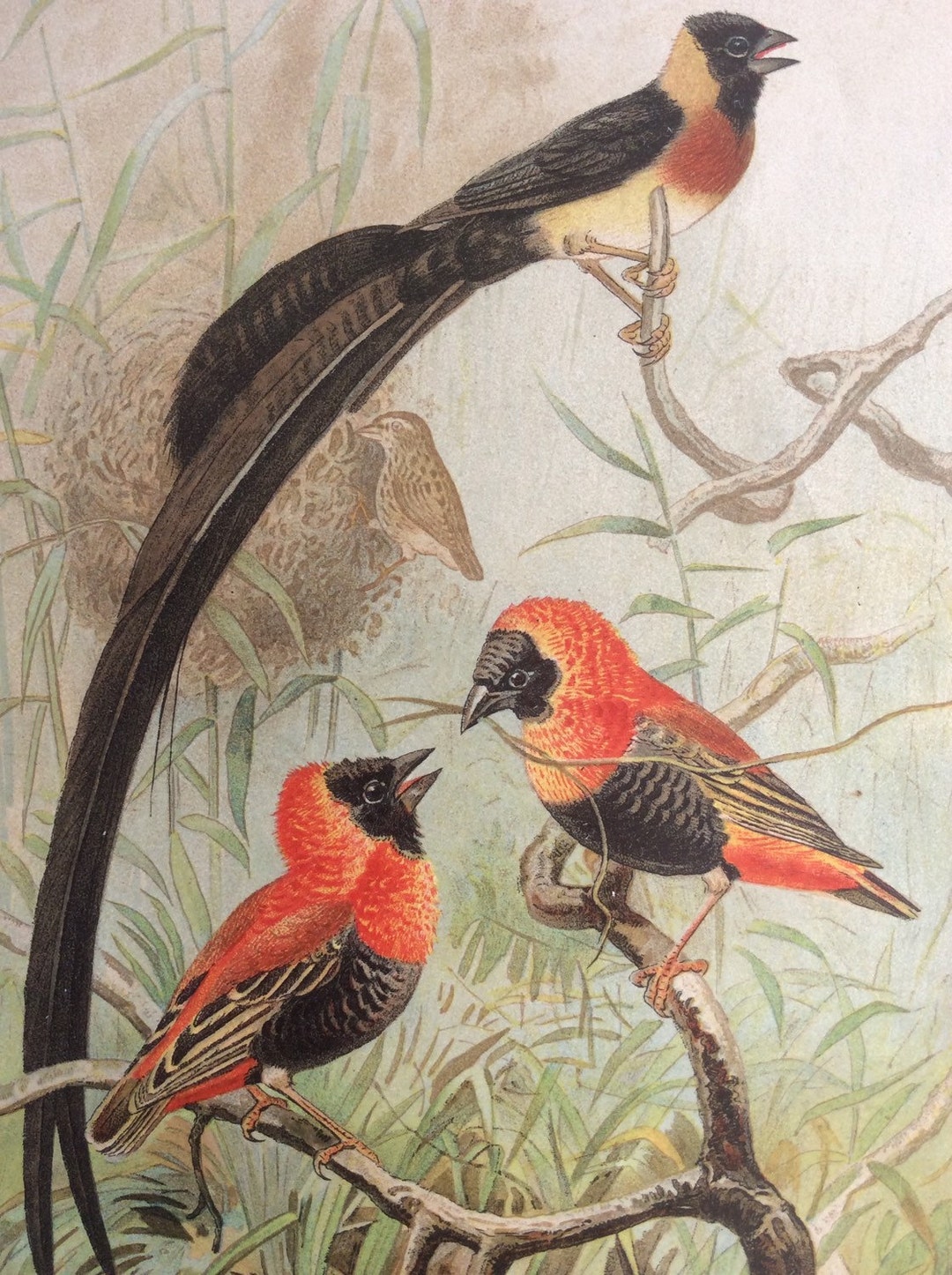 Original Antique Print 1895 Victorian Bookplate Chromolithograph Avian ...