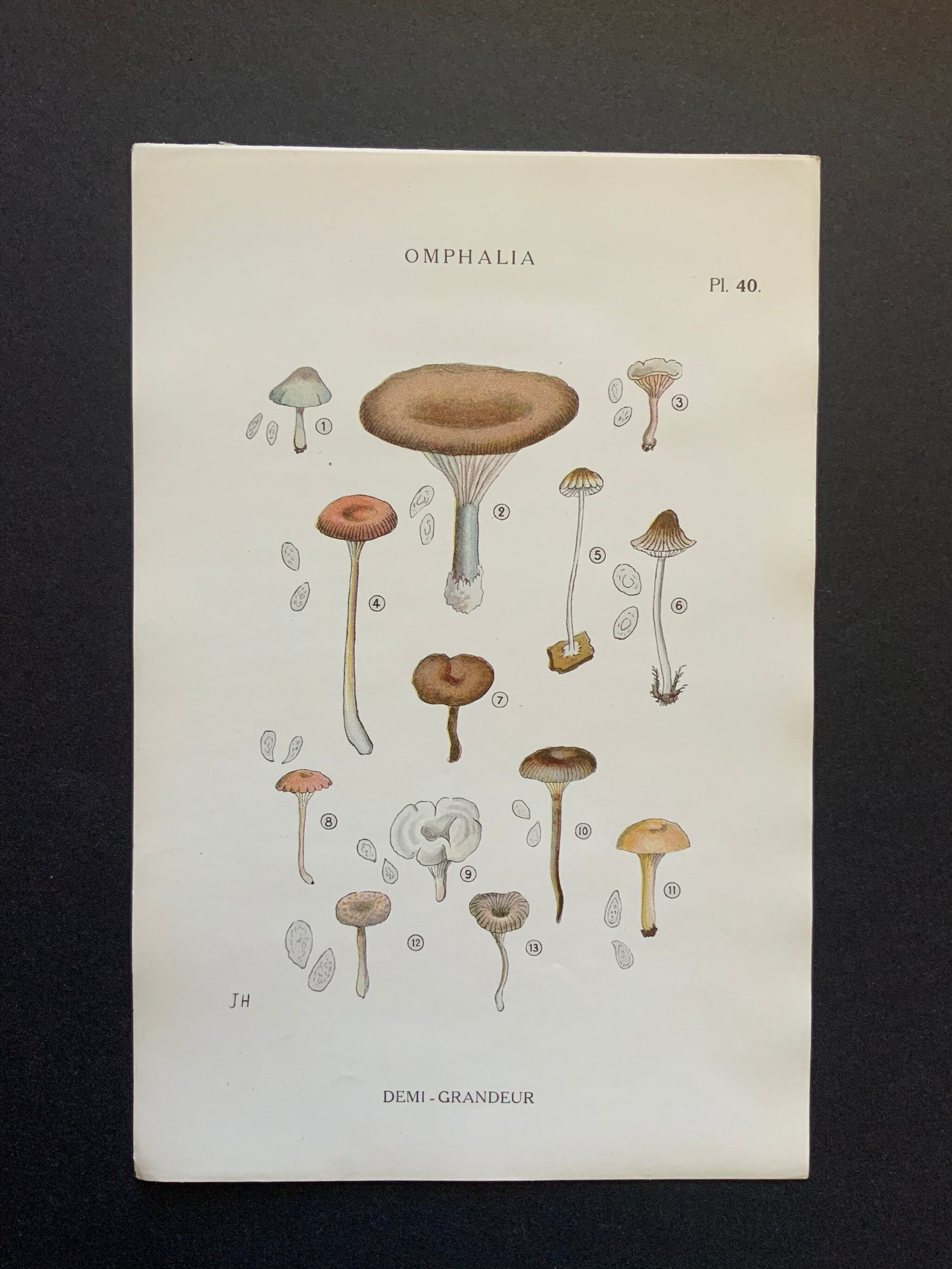 Antique 1919 WILD MUSHROOM Picking Fungi Funghi French Print - Etsy