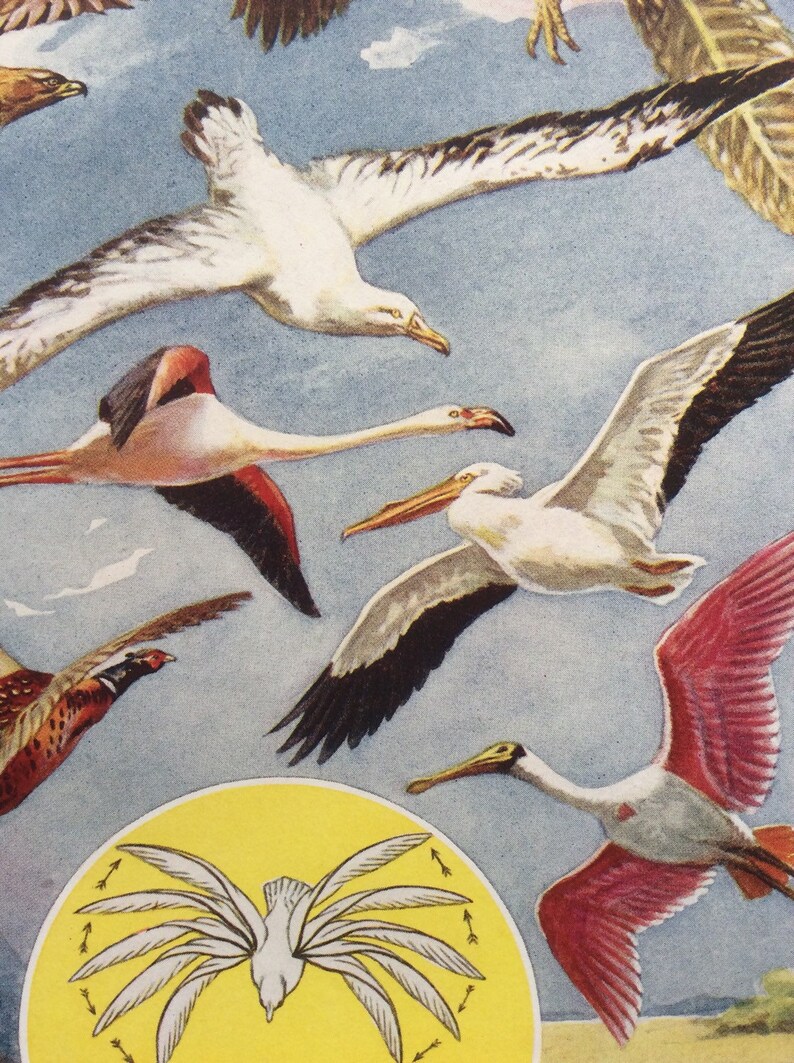 Original 1930s Bookplate Print HOW BIRDS FLY Avian Flight Wings Terra ...