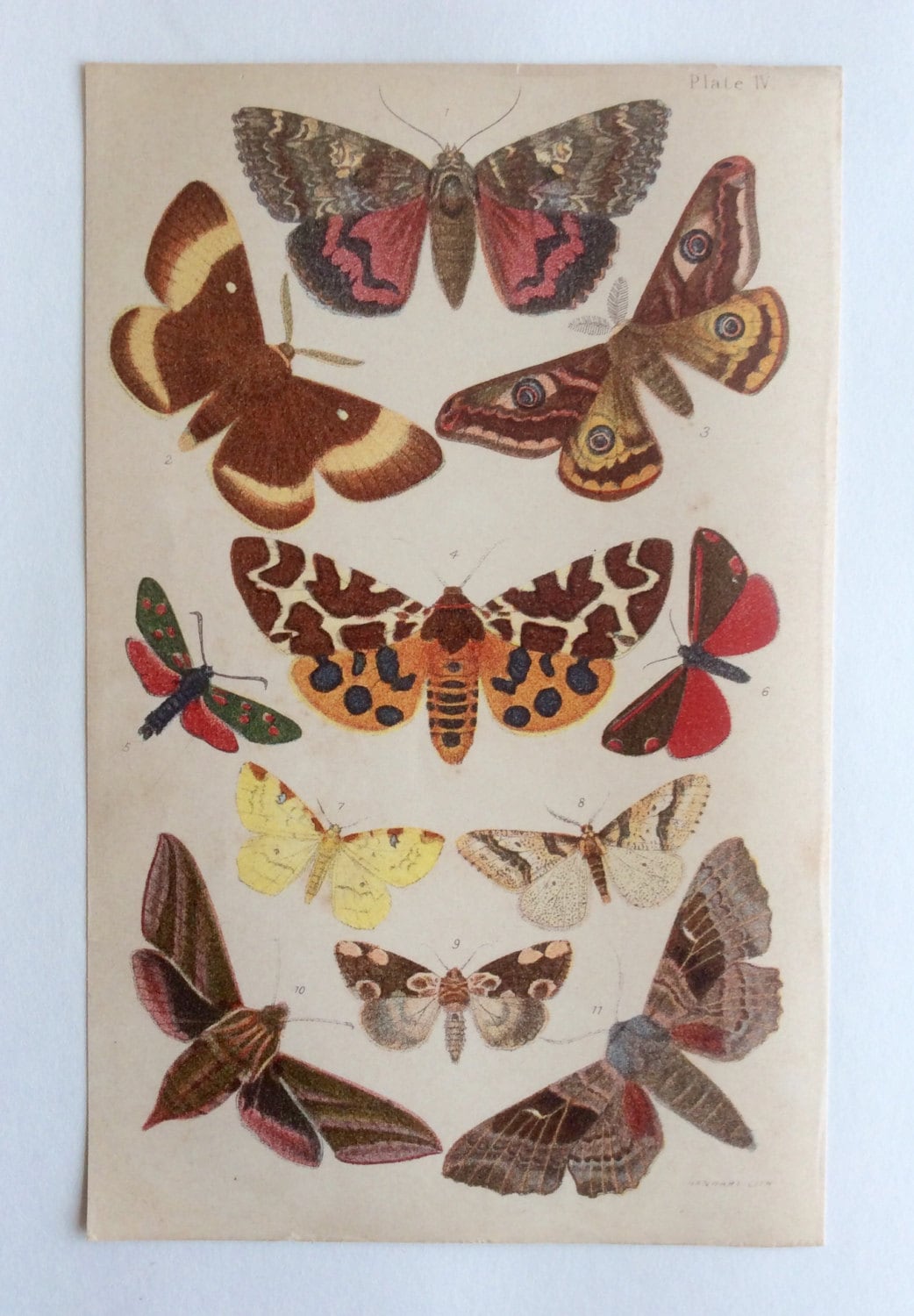 Original Antique Print MOTH 1893 Victorian Bookplate - Etsy