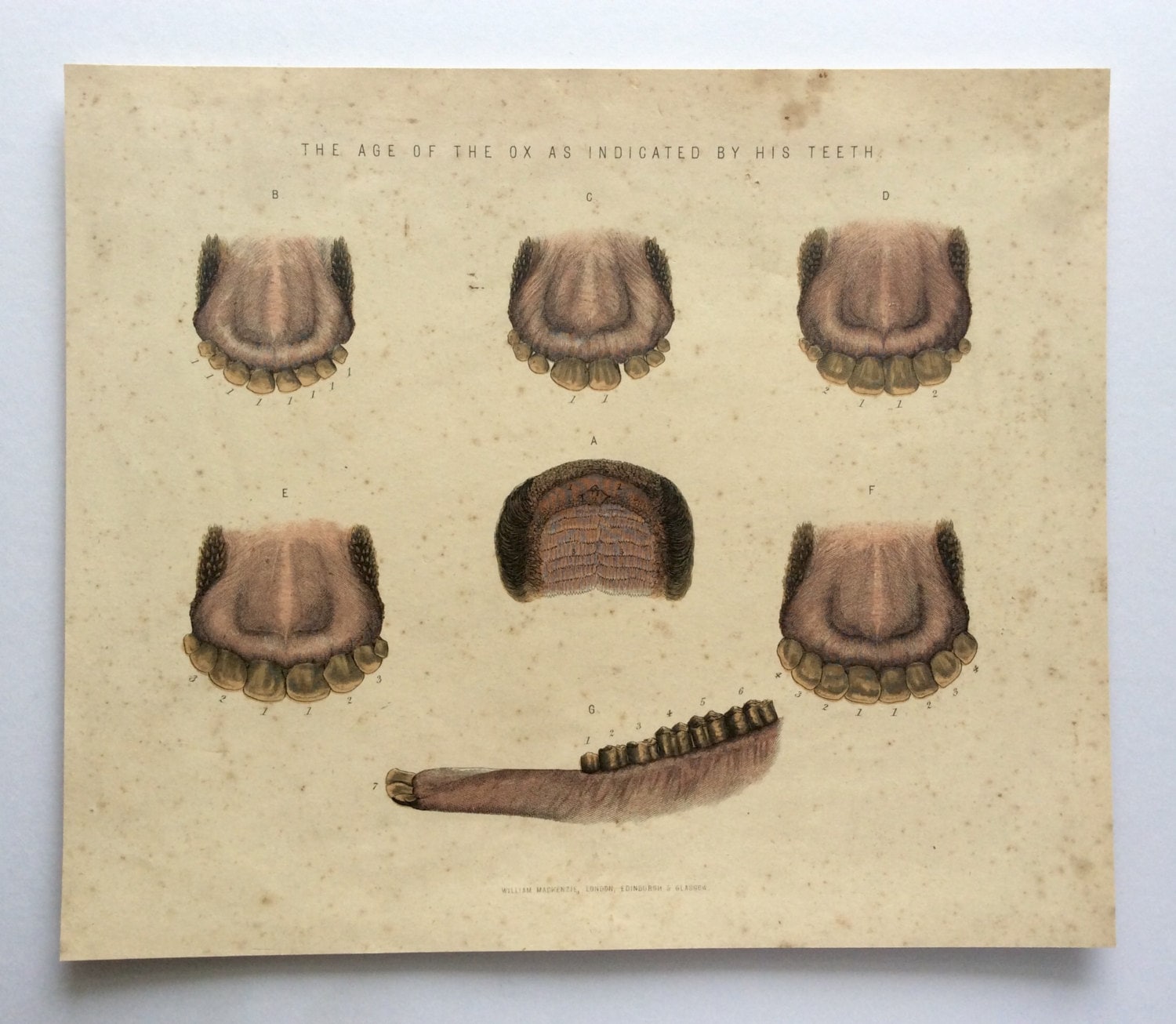 Antiguo 1880 grabado OX ANATOMY TEETH Dental Veterinaria Taxidermia ...