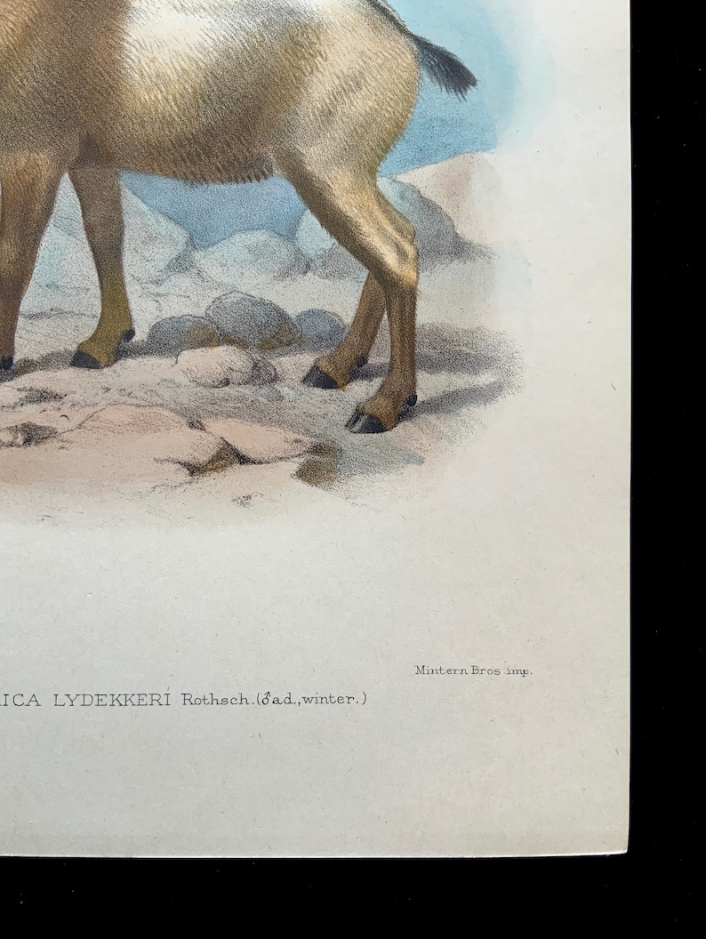 Antique Print 1900 Hand Coloured Lithograph SIBERIAN IBEX Natural ...