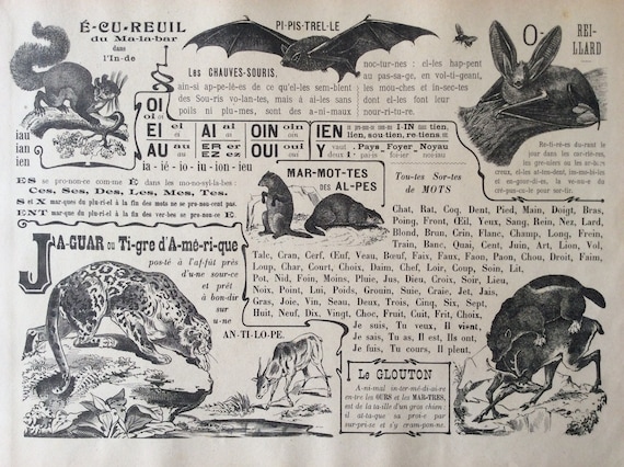 Antique 1890 ANIMAL ALPHABET Bat Tiger Two Sided Lithograph - Etsy