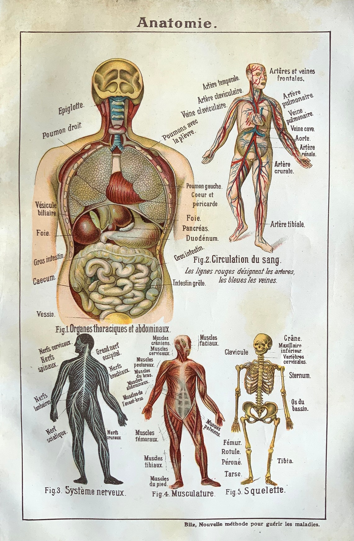 Antique Print French Dissection Anatomy 1900 Chromolithograph | Etsy