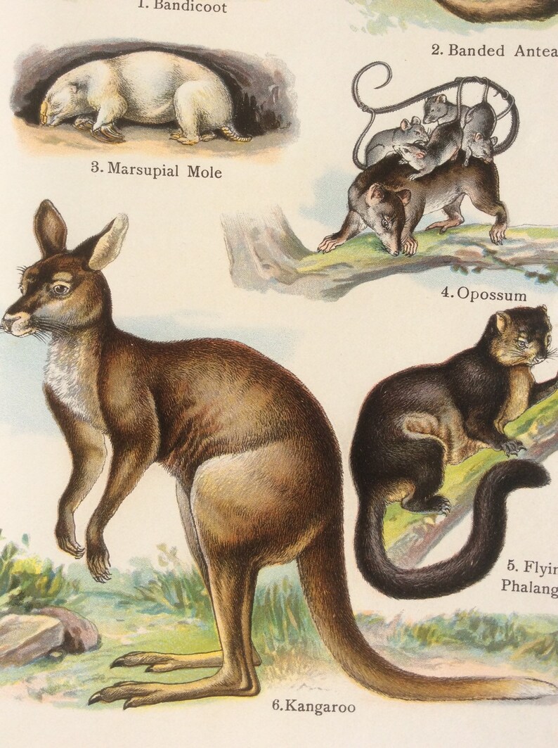Antique 1909 KANGAROO OPOSSUM Bandicoot Anteater Bookplate ...