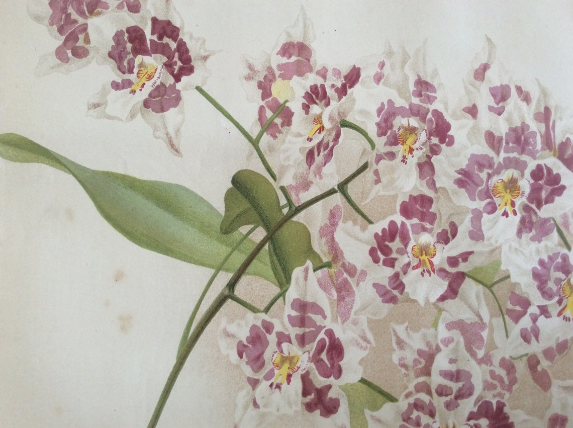 RARE Antique Print Botanical 1880s Print Lithograph Flower Floral 1884 ...