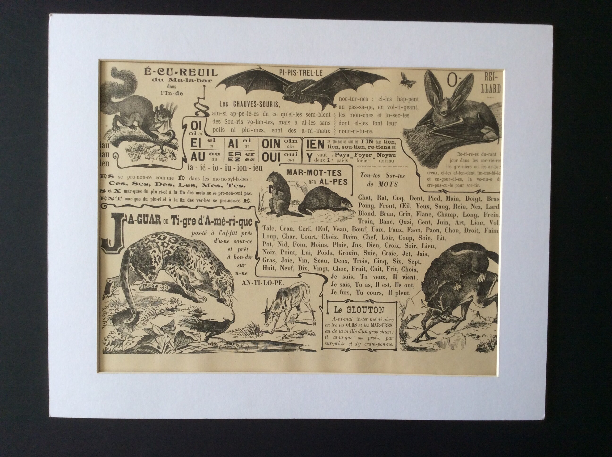 Antique 1890 ANIMAL ALPHABET Bat Tiger Two Sided Lithograph Giraffe ...