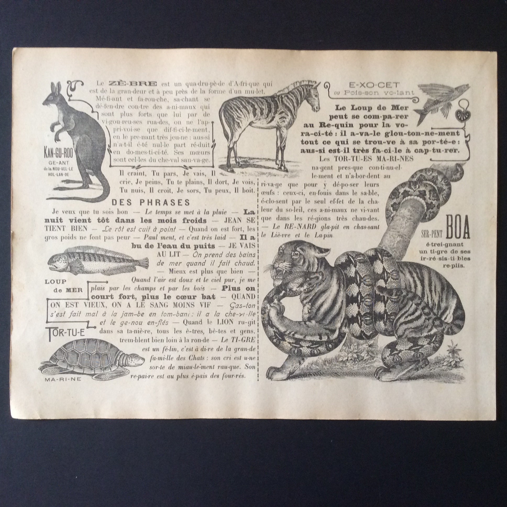 Antique 1890 ANIMAL ALPHABET Bat Tiger Two Sided Lithograph Giraffe ...