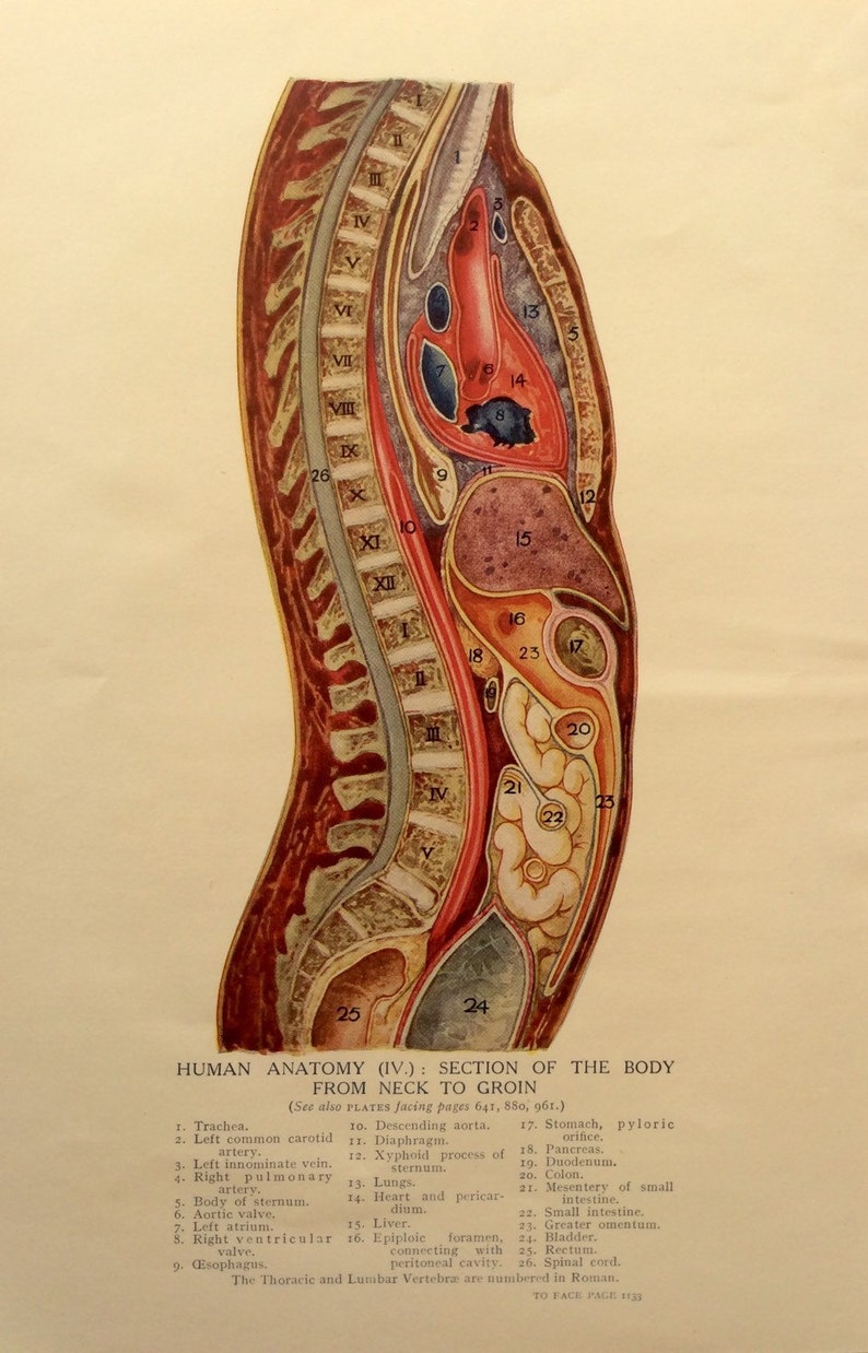 Vintage 1920s Print Human Anatomy Illustration Body Dissection Diagram ...