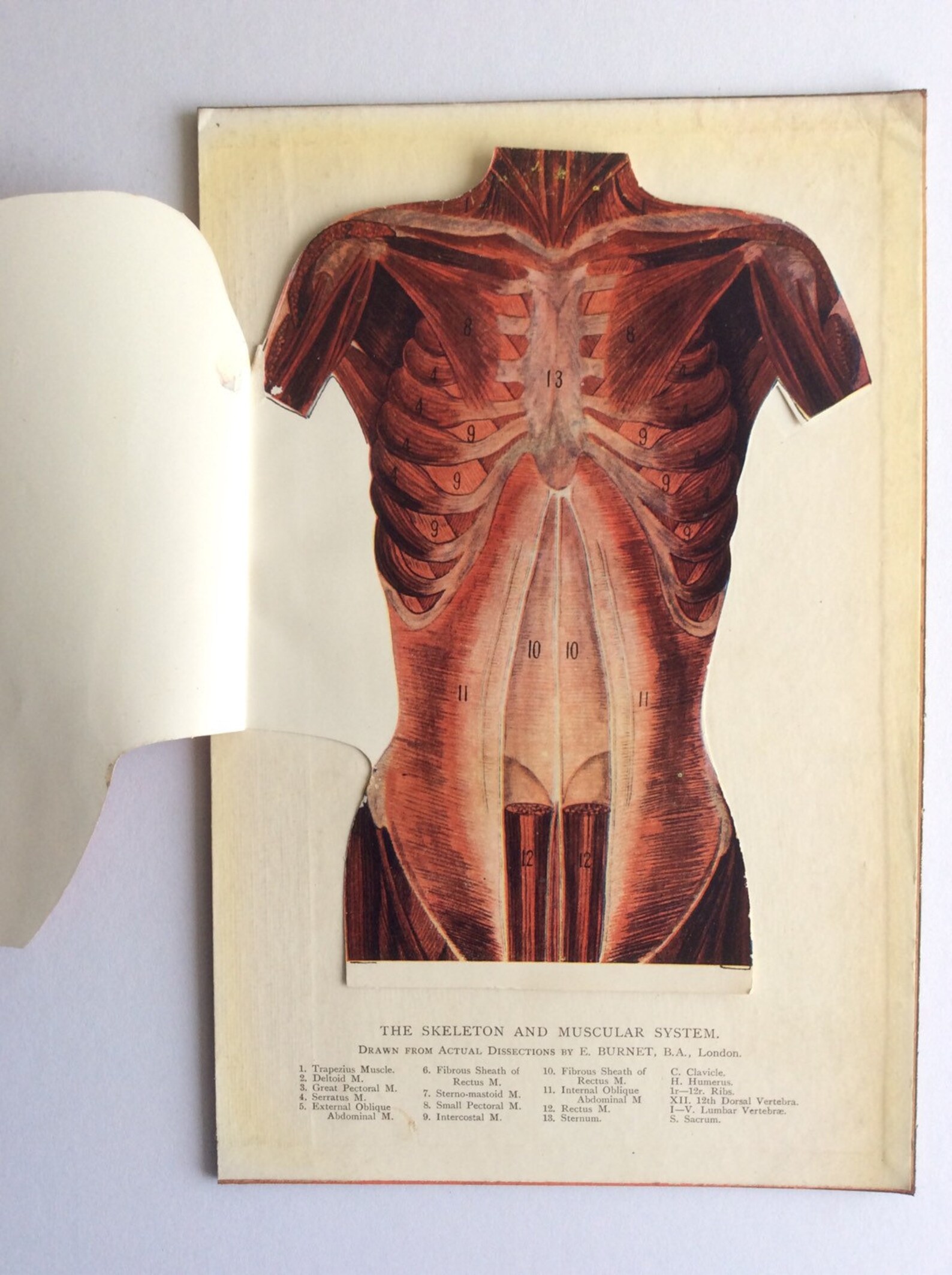 Vintage 1920 Medical Anatomy Diagram FOLD OUT Bookplate SKELETON ...