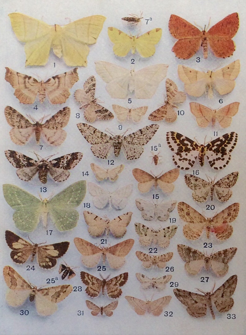 Vintage 1920s Insect Bookplate MOTH Print Illustration MOTHS Entomology ...