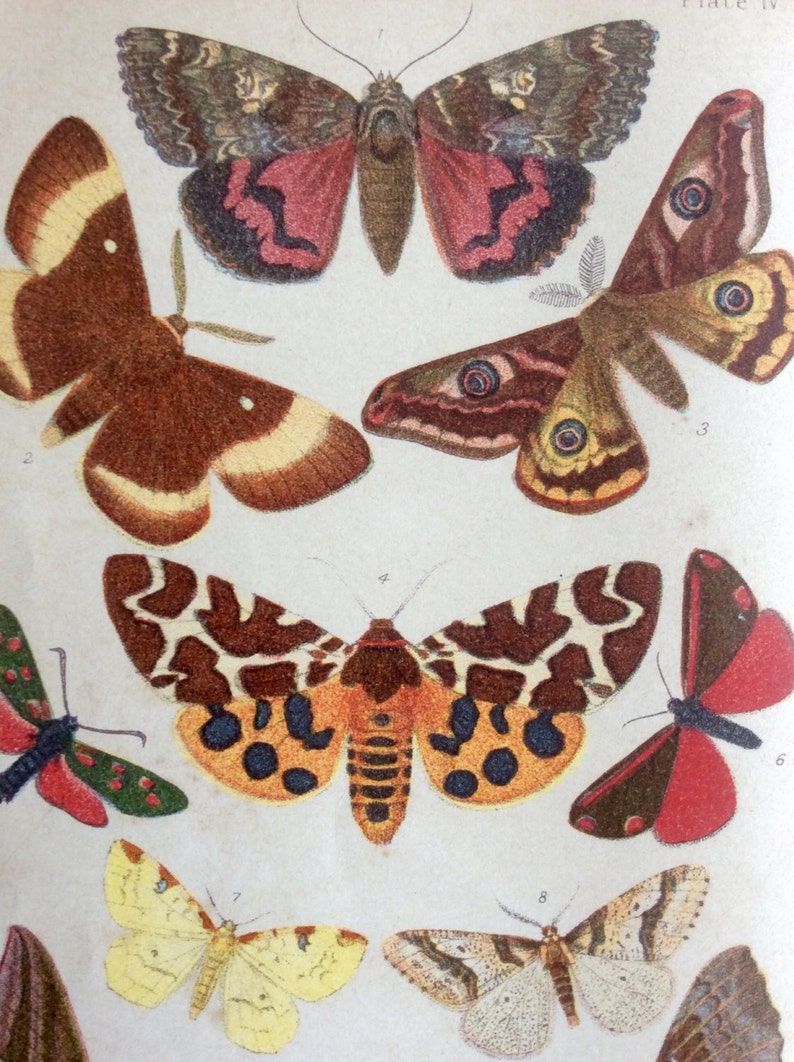 Original Antique Print MOTH 1893 Victorian Bookplate - Etsy