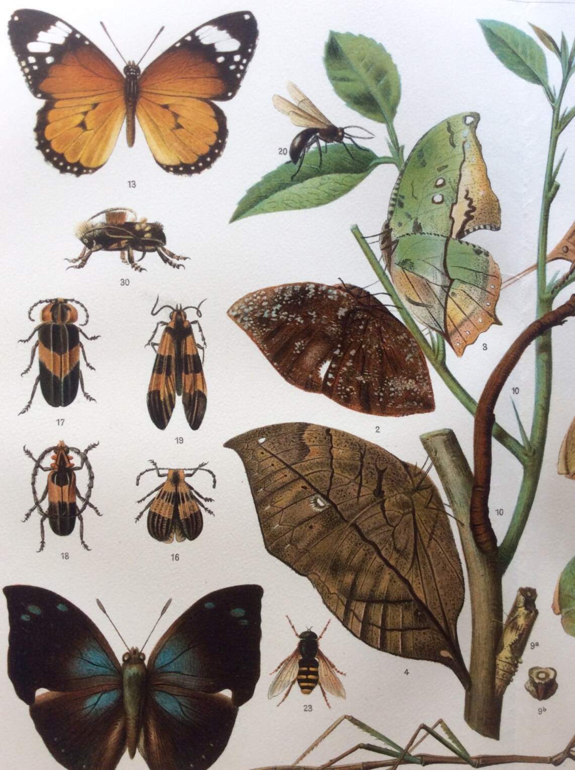 Antique Print BUTTERFLIES INSECTS MIMICRY German Print Victorian ...