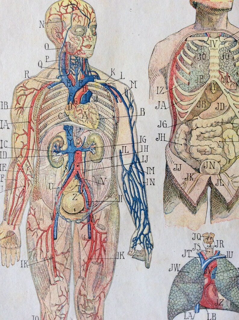 Antique Print French Anatomy Bookplate Print 1910 CIRCULATION - Etsy