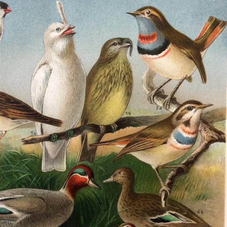 Antique Print 1890s German Colour Chromolithograph BIRD OF PARADISE ...