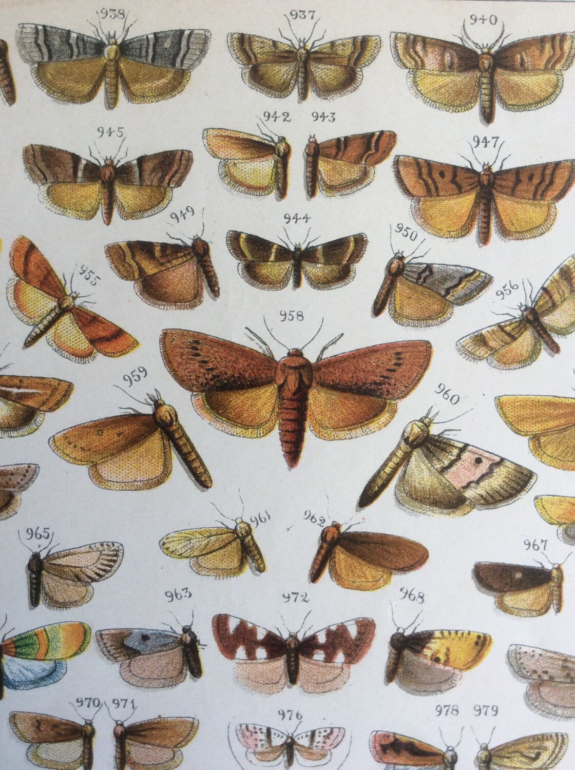 Original Antique Print MOTH 1905 Bookplate MOTHS Chromolithograph ...