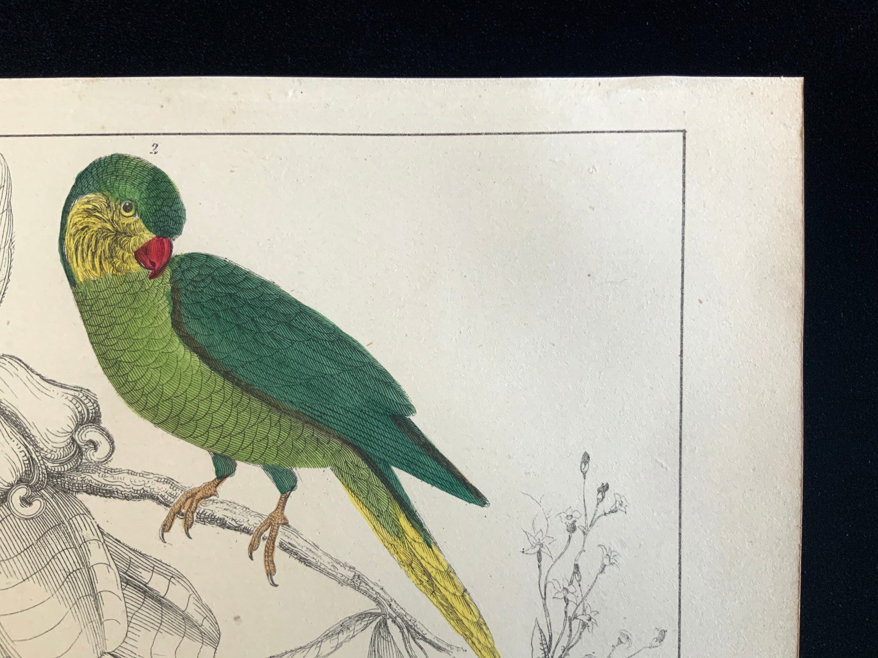 Antique 1870s Hand Coloured PARAKEET Engraving Natural History ...