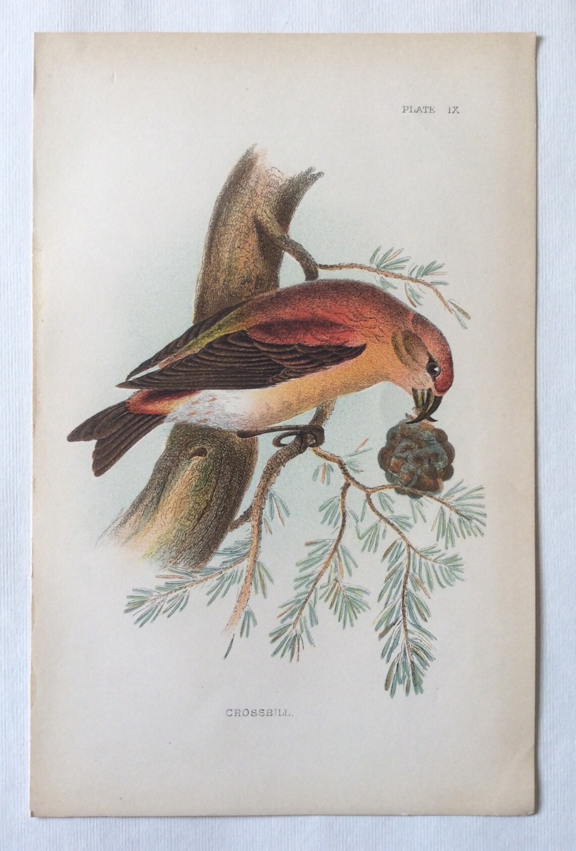 Original Antique 1897 Victorian Bookplate BIRD Avian Chromolithograph ...