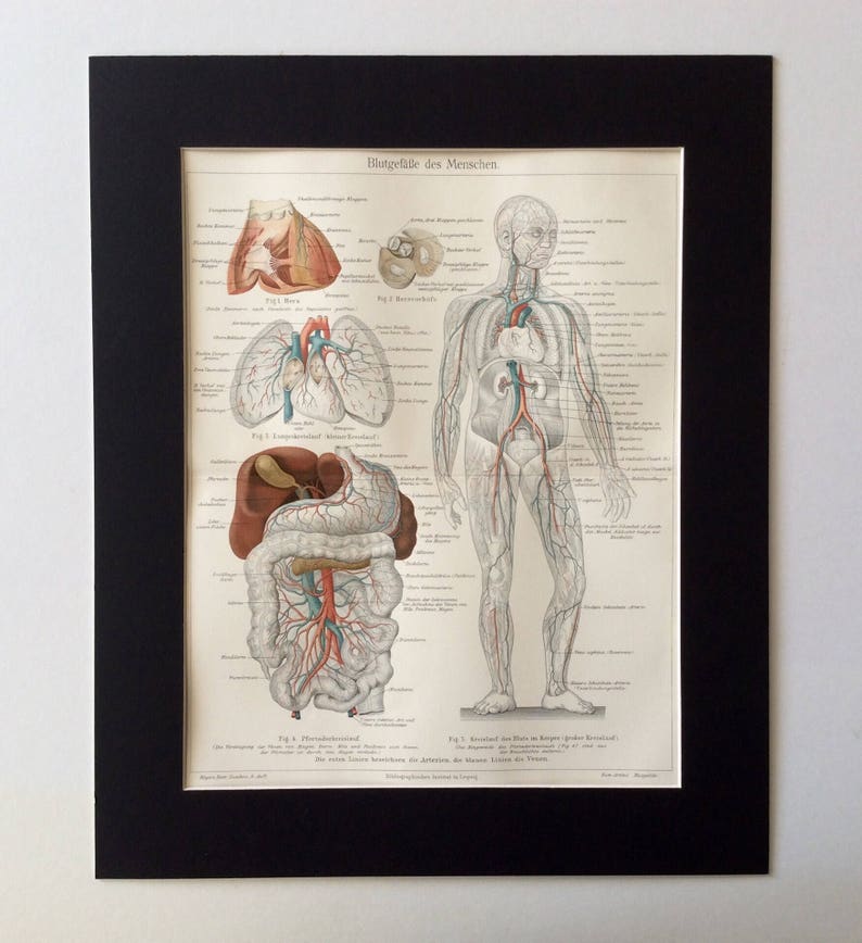 Antique Print 1890s German Colour Chromolithograph Human Anatomy BLOOD ...