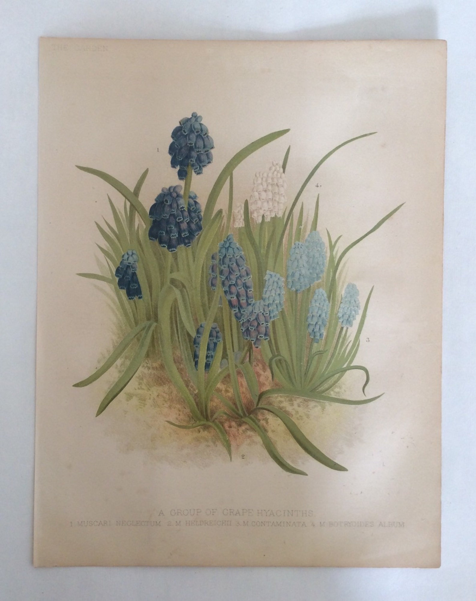 RARE Antique Print Botanical 1880s Lithograph Flower Floral HYACINTH ...