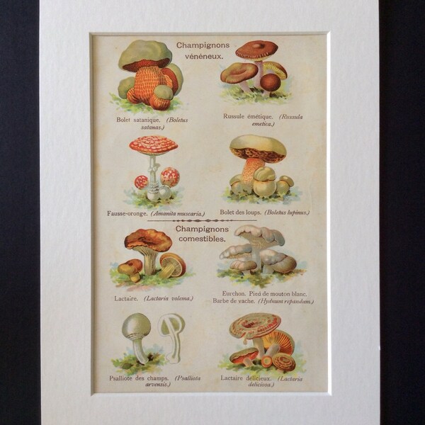 Antique Poisonous Fungi - Etsy