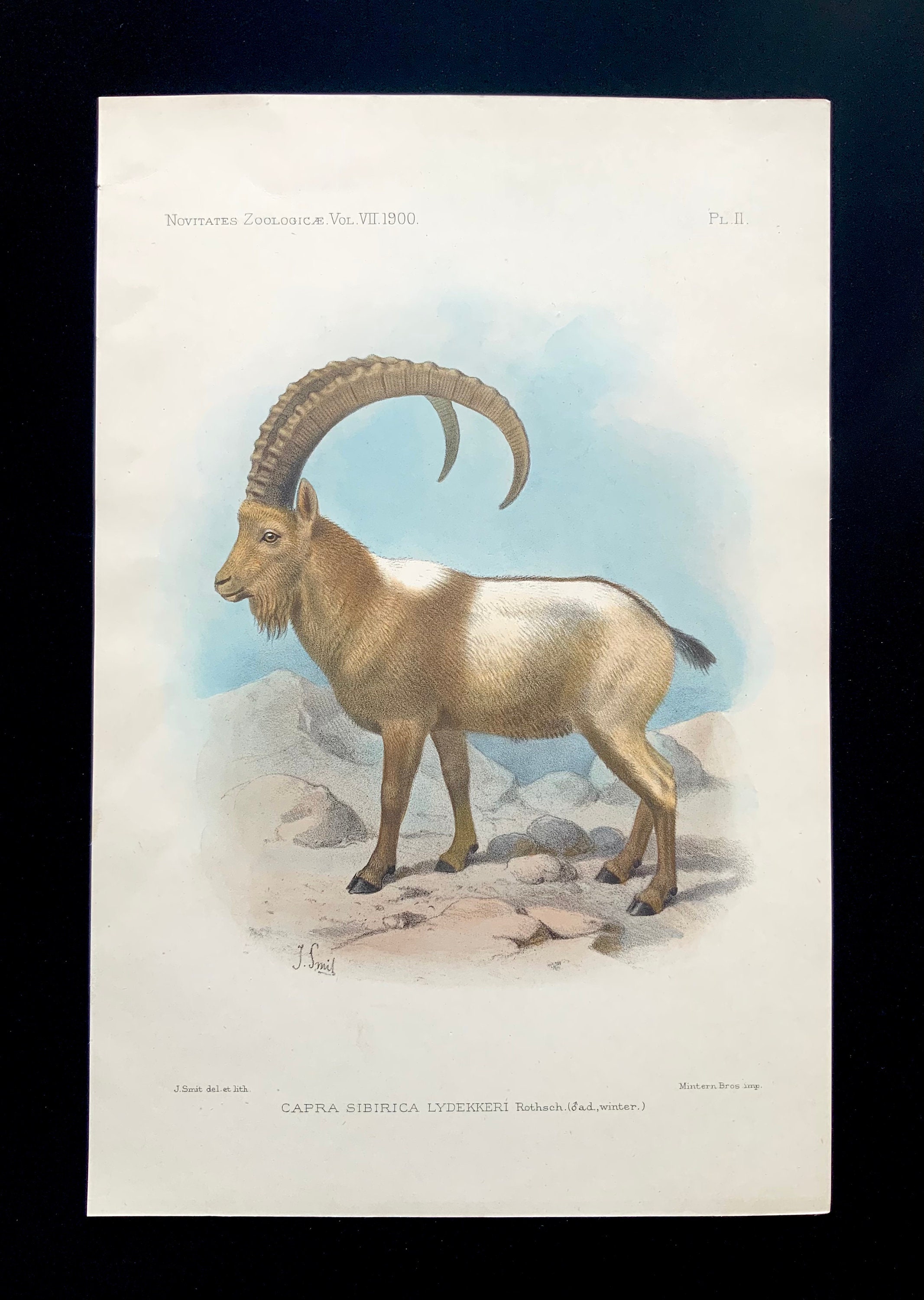 Antique Print 1900 Hand Coloured Lithograph SIBERIAN IBEX Natural ...