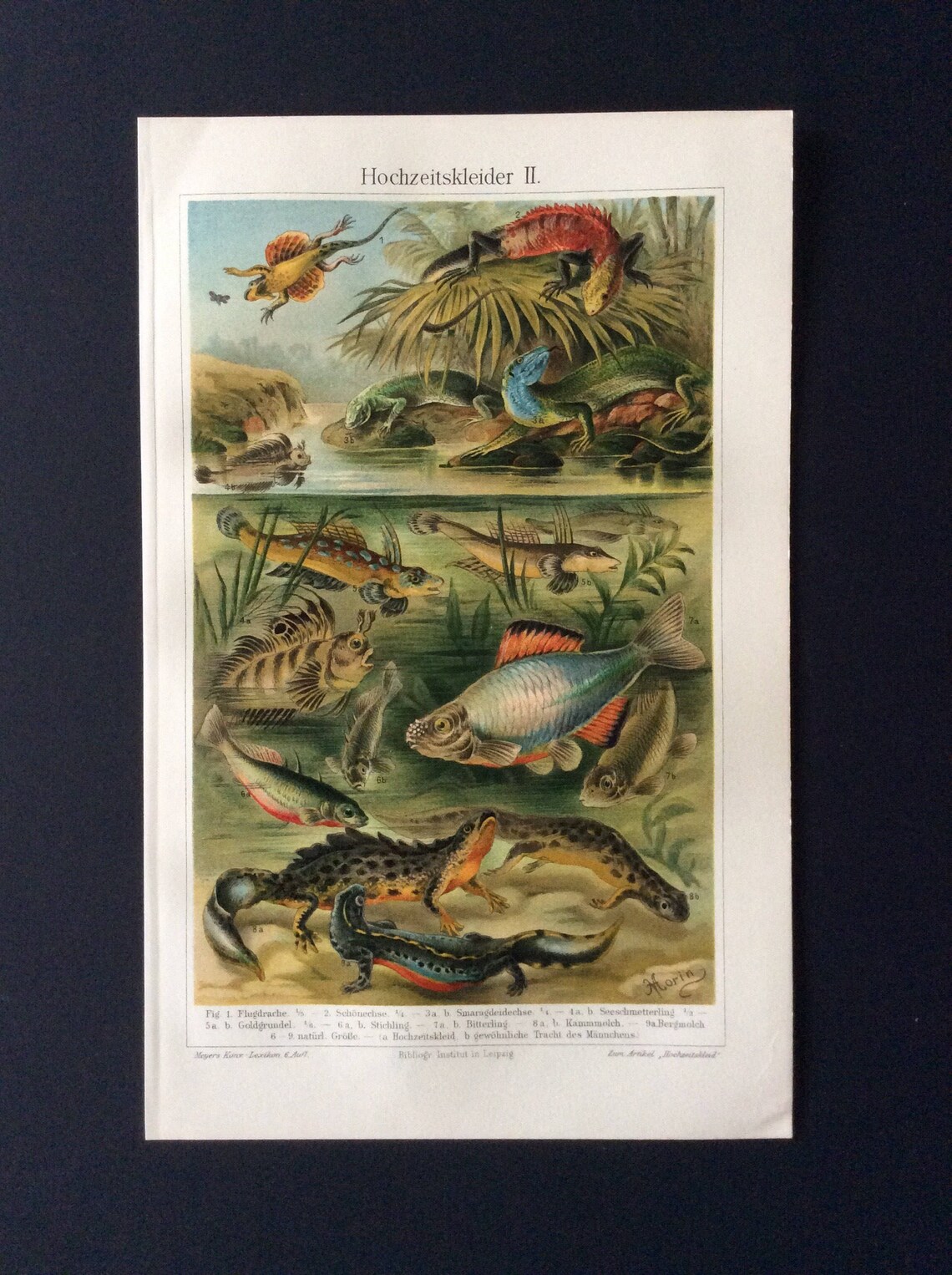 Antique Print 1890s German Print Colour Chromolithograph ANIMAL ...
