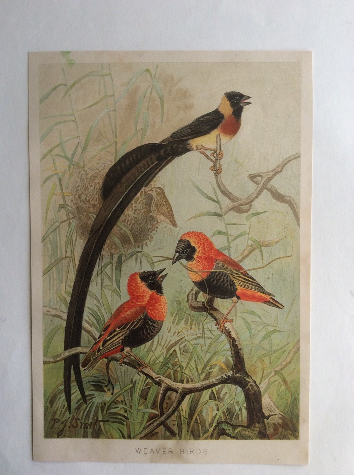 Original Antique Print 1895 Victorian Bookplate Chromolithograph Avian ...