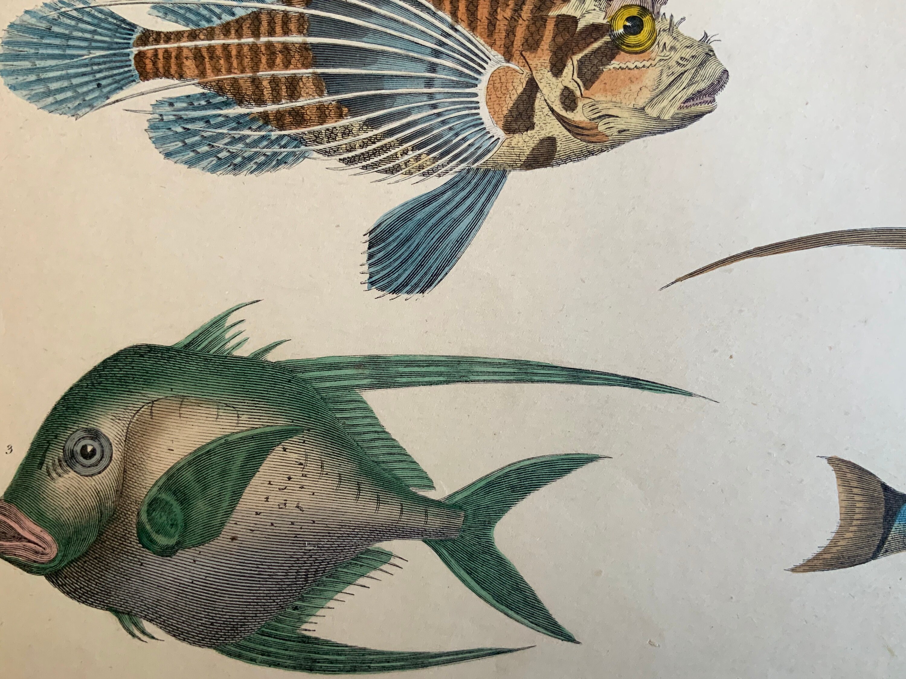 Antique 1870s Hand Coloured FISH Engraving Natural History Bookplate ...