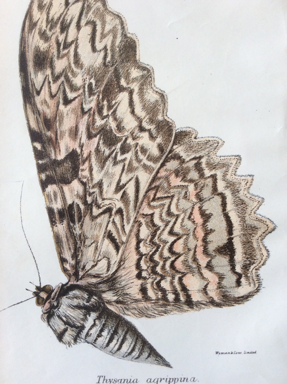 Original Antique MOTH 1897 Victorian Bookplate MOTHS Chromolithograph ...