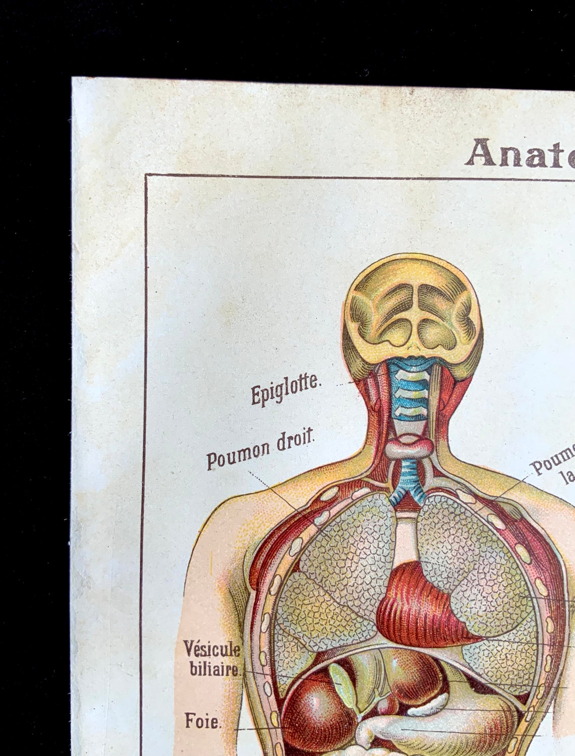 Antique Print French Dissection Anatomy 1900 Chromolithograph | Etsy