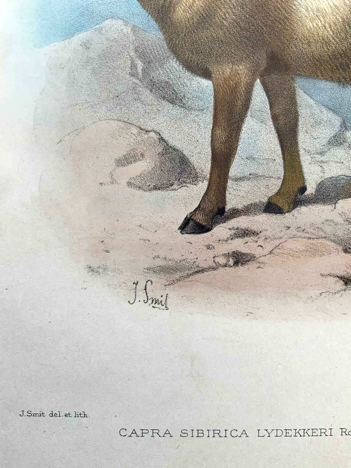 Antique Print 1900 Hand Coloured Lithograph SIBERIAN IBEX Natural ...