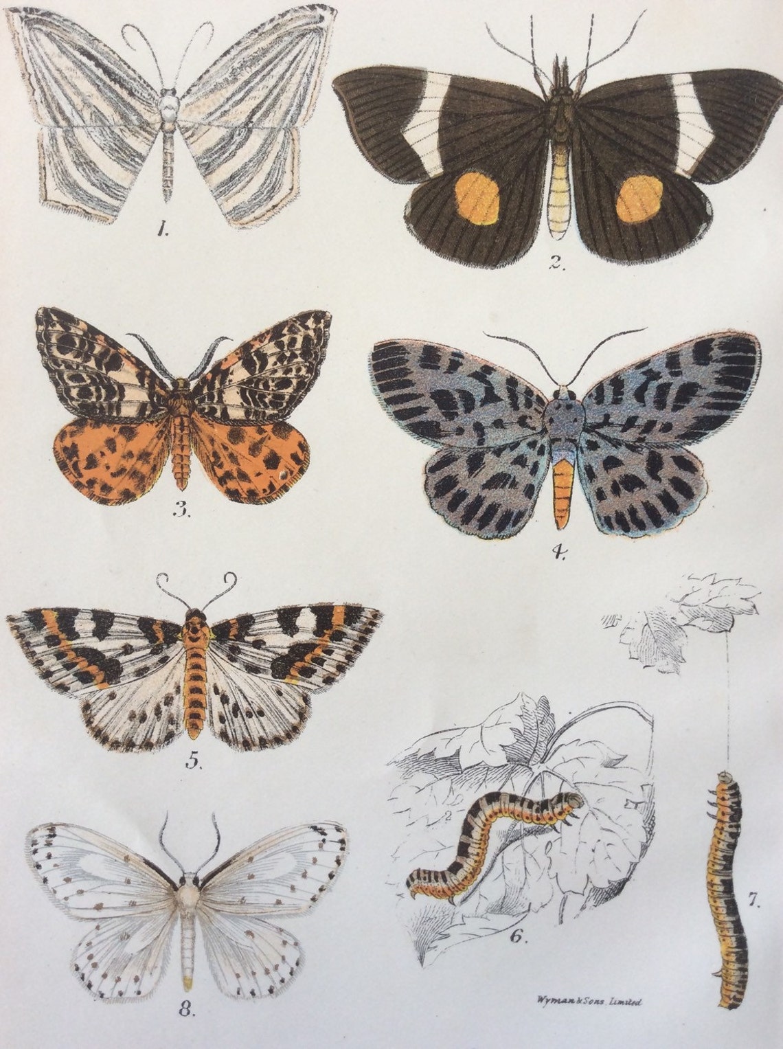 Original Antique MOTH 1897 Victorian Bookplate MOTHS - Etsy