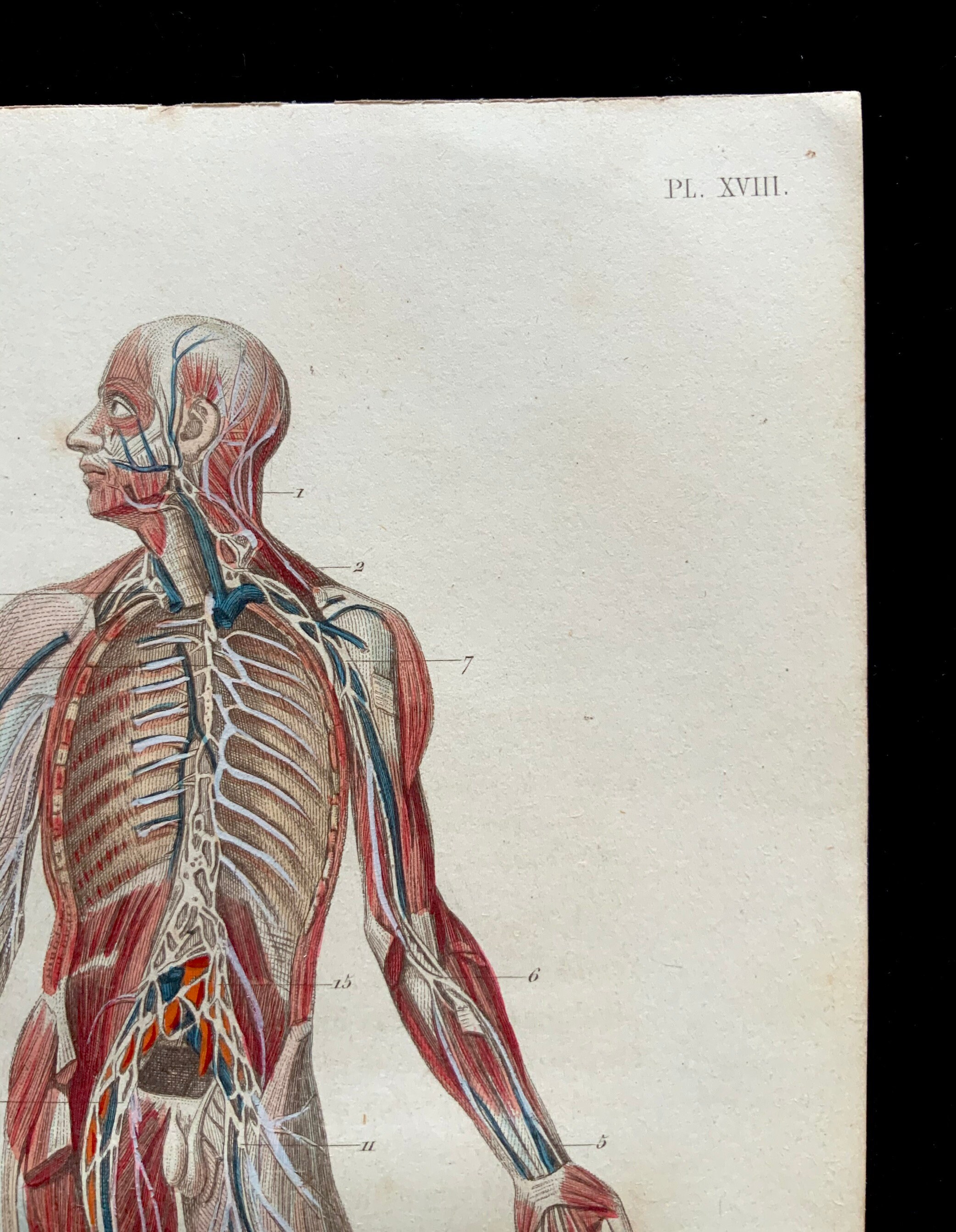 Antique Anatomy Engraving Circa 1850 Hand Coloured Bookplate Print ...