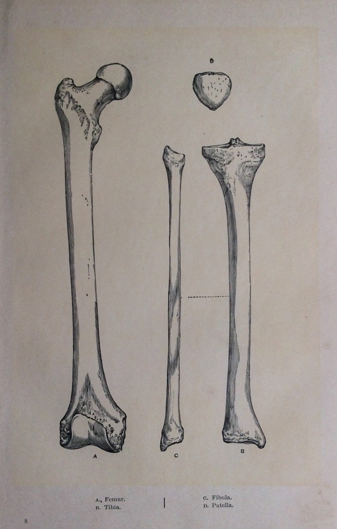 Skeleton Leg Drawing