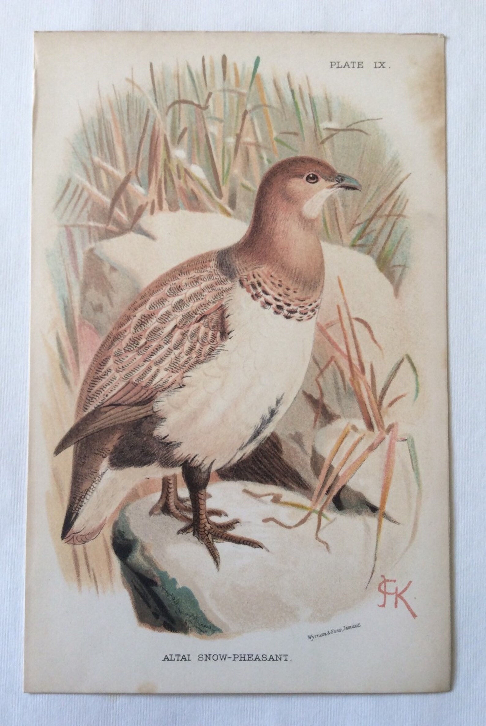 Original Antique GAMEBIRD 1897 Victorian Bookplate BIRD Avian - Etsy