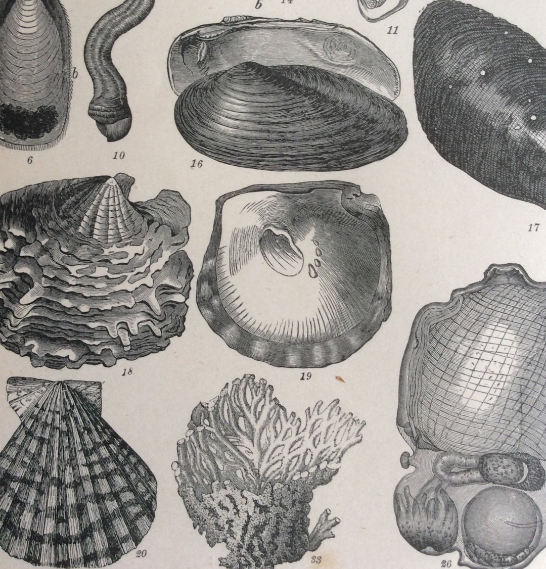 Original Antique Print SHELLS 1893 MOLLUSC Victorian Bookplate ...