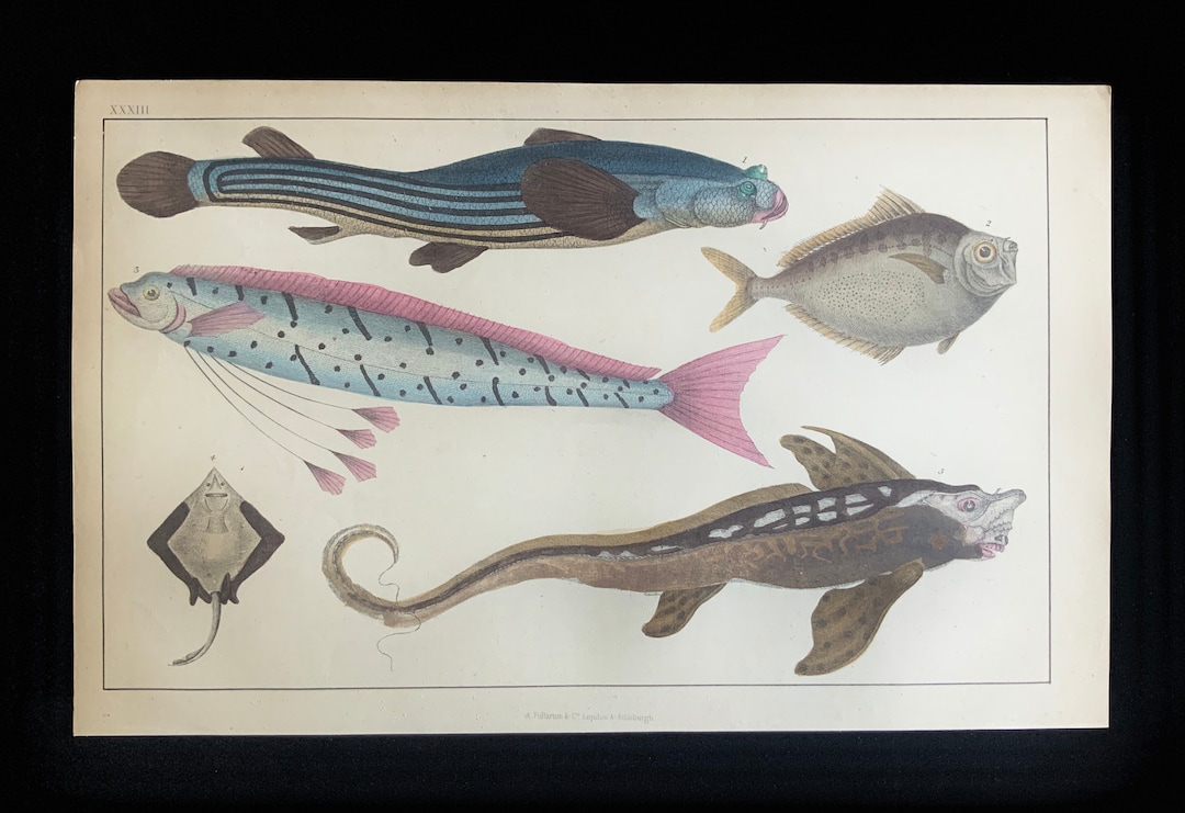 Antique 1870s Hand Coloured CHIMÆRA FISH Engraving Natural History ...