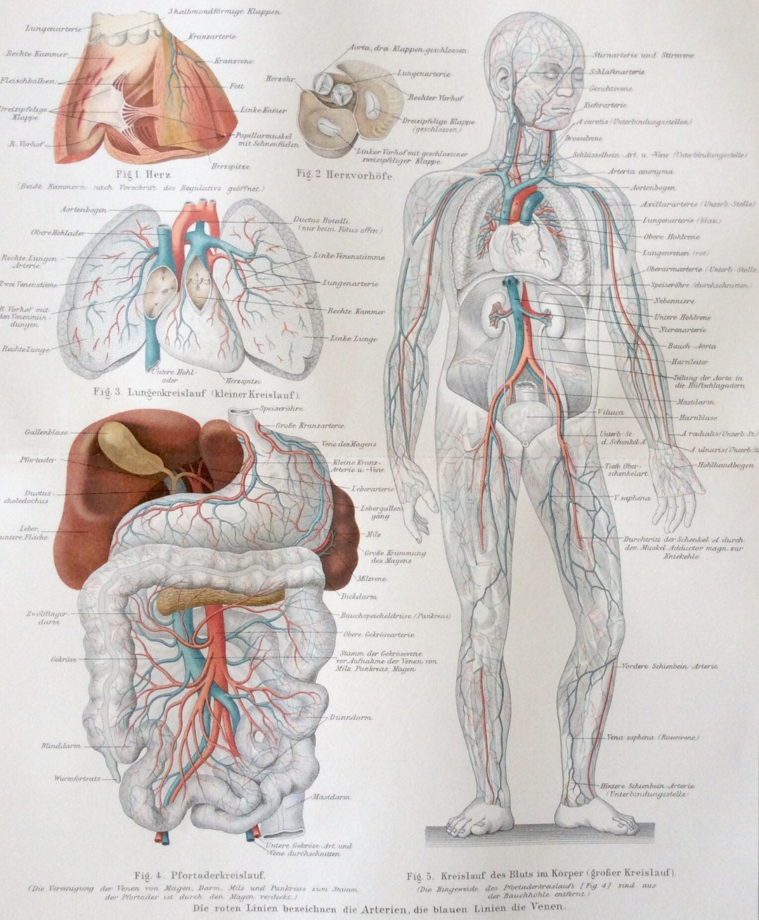 Antique Print 1890s German Colour Chromolithograph Human Anatomy BLOOD ...