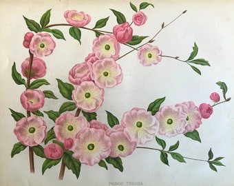RARE Antique Botanical 1880s Print Lithograph Flower Floral 1884 ...