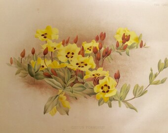 RARE Antique Print Botanical 1880s Lithograph Flower Floral | Etsy