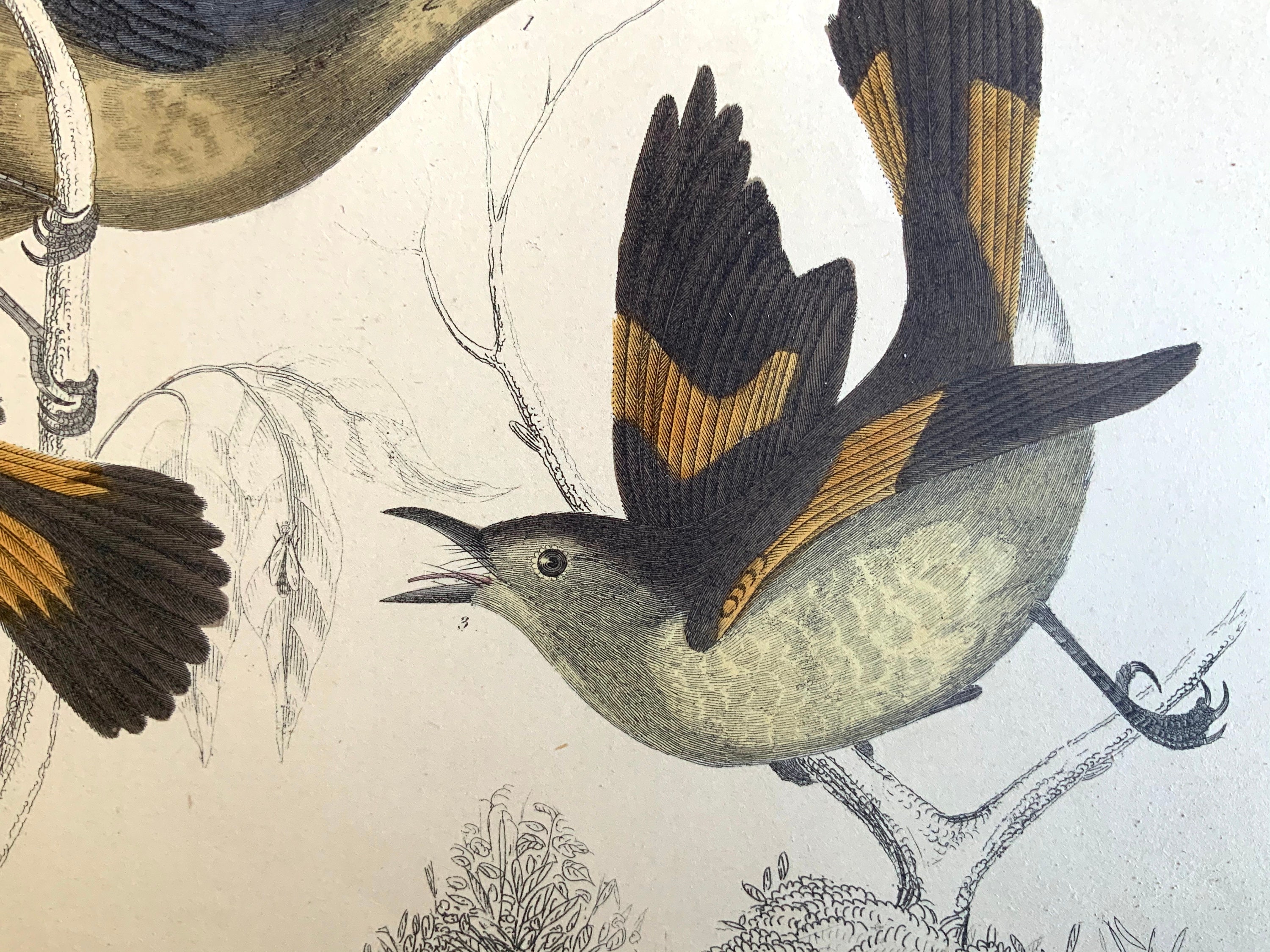 Antique 1870s Hand Coloured Yellow Tailed GNAT CATCHER BIRD - Etsy UK