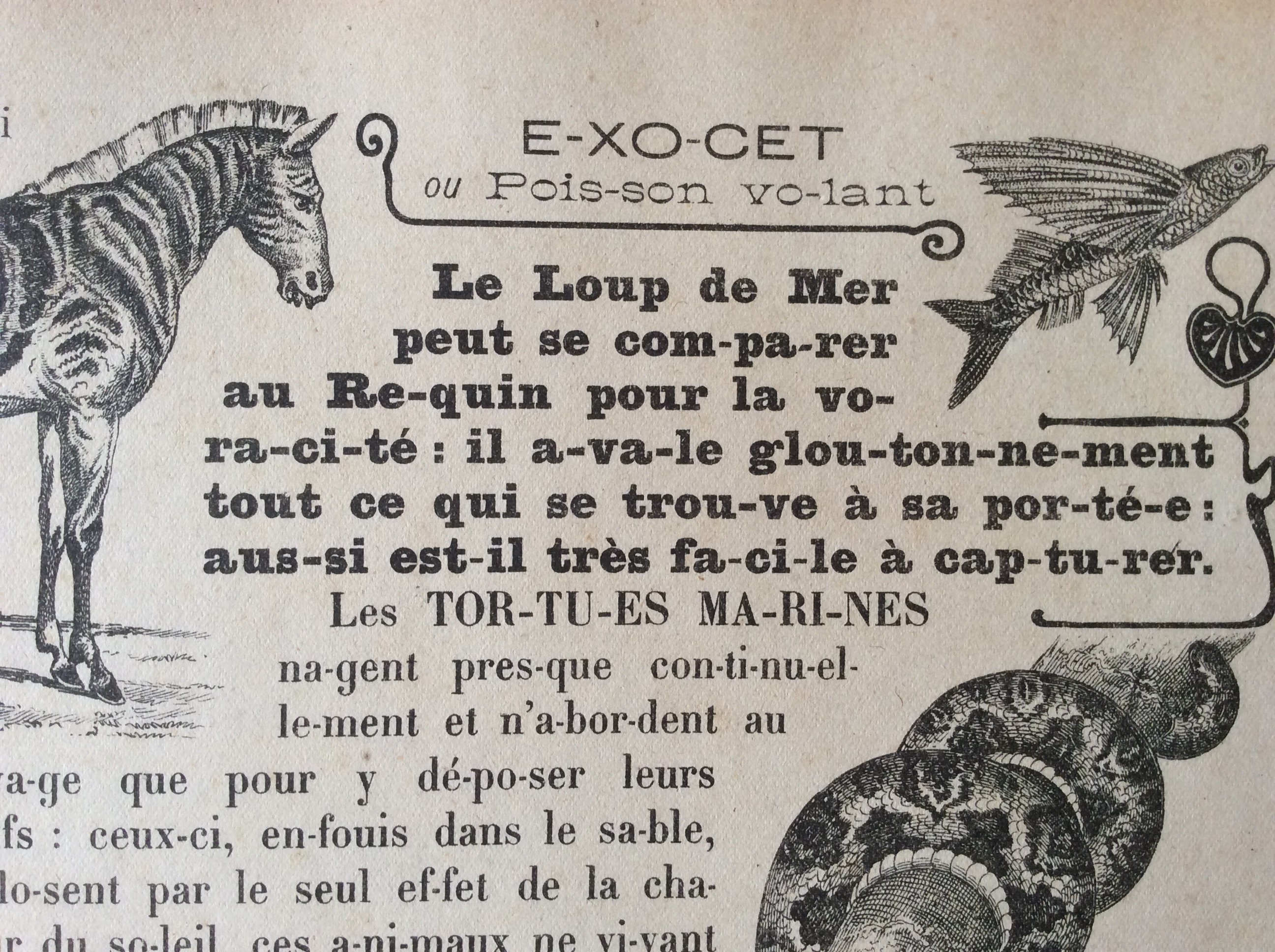 Antique 1890 ANIMAL ALPHABET Bat Tiger Two Sided Lithograph Giraffe ...