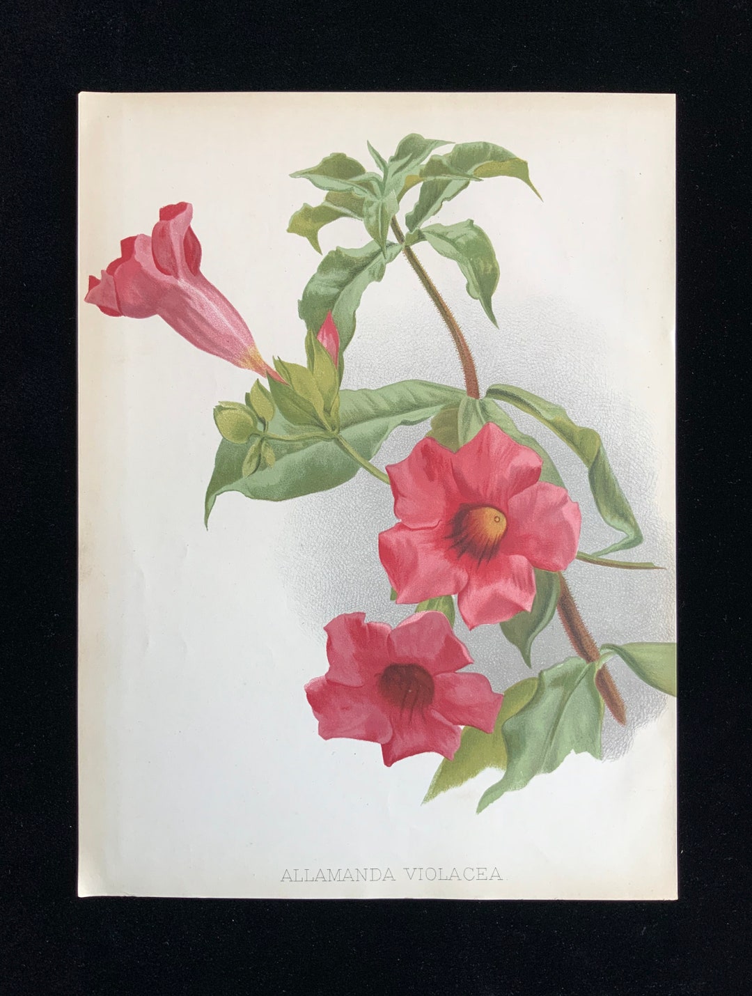 RARE Antique Botanical 1880s Print Chromolithogrpah Allamanda Violacea ...