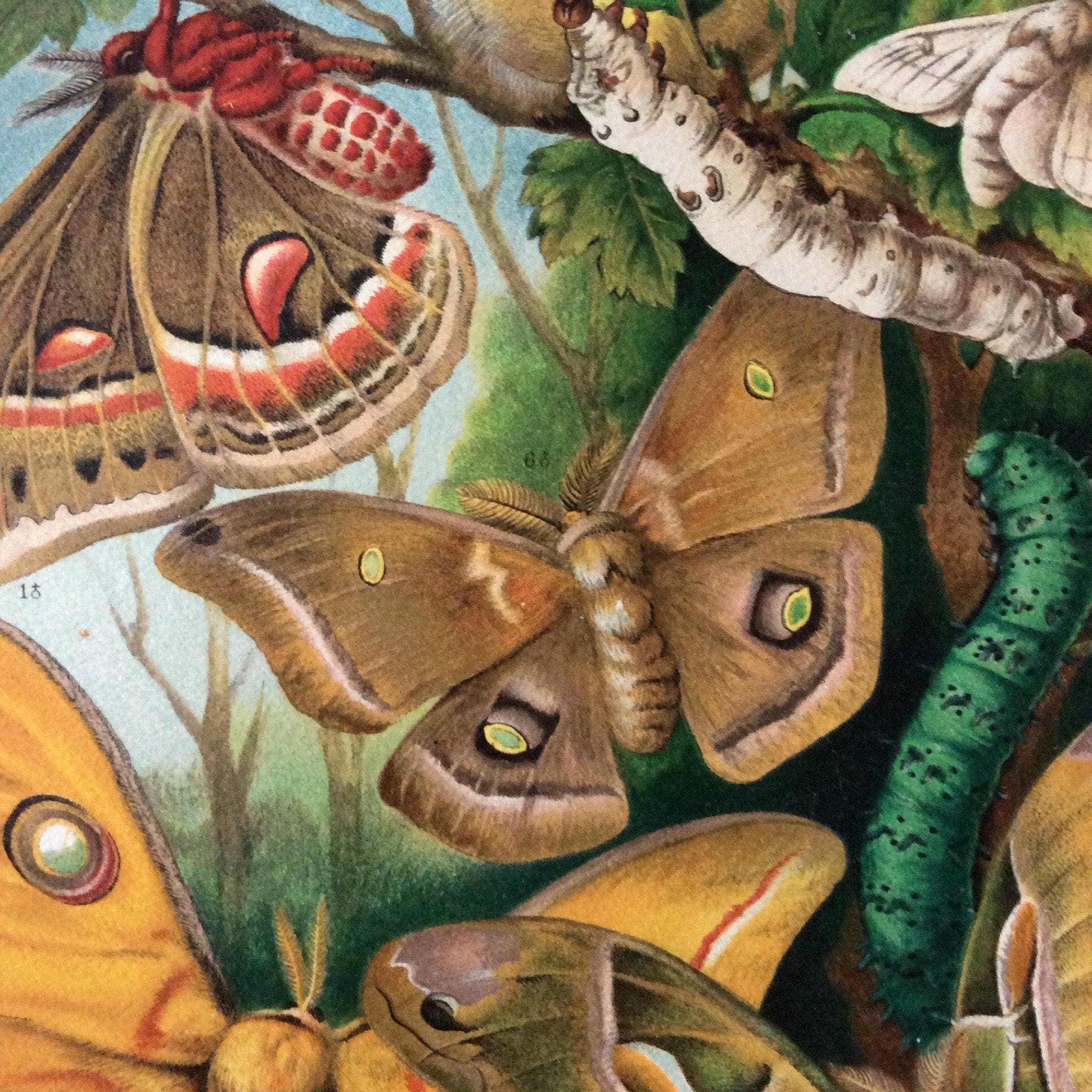 Antique Print 1890s German Print Colour Chromolithograph MOTHS ...