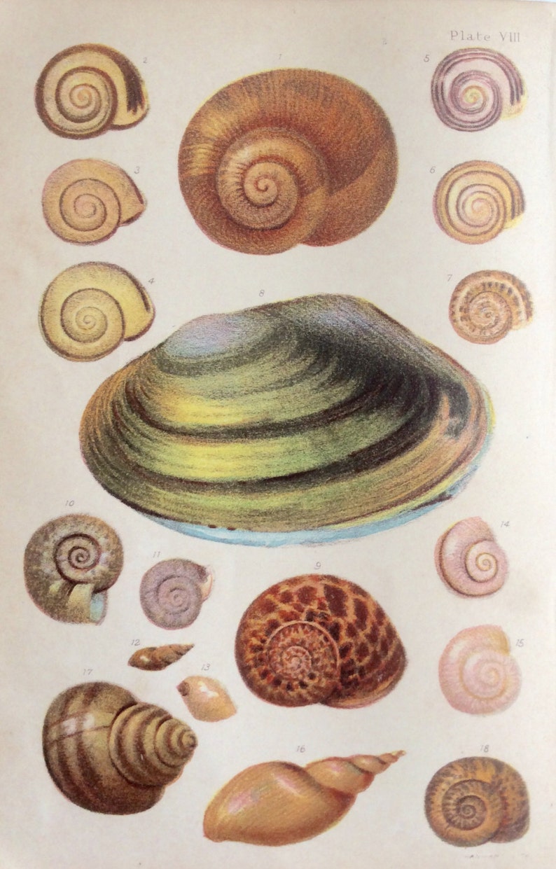 Original Antique SHELLS 1893 Victorian Bookplate Chromolithograph Print ...