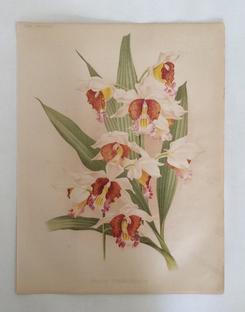 RARE Antique Botanical 1880s Print Lithograph Flower Floral 1884 ...