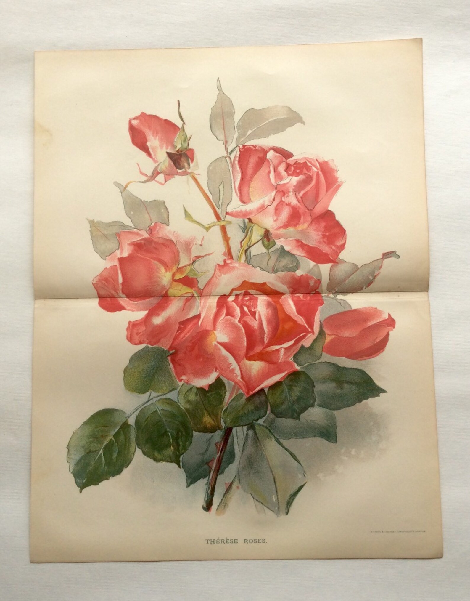 RARE Antique Print Botanical 1880s Lithograph Pink ROSE Flower Floral ...