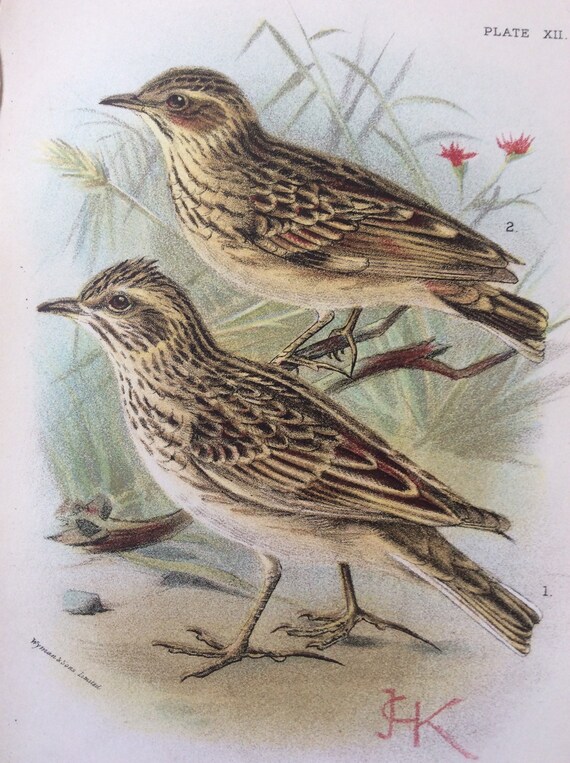 Original Antique Print 1897 Victorian Bookplate BIRD Avian | Etsy