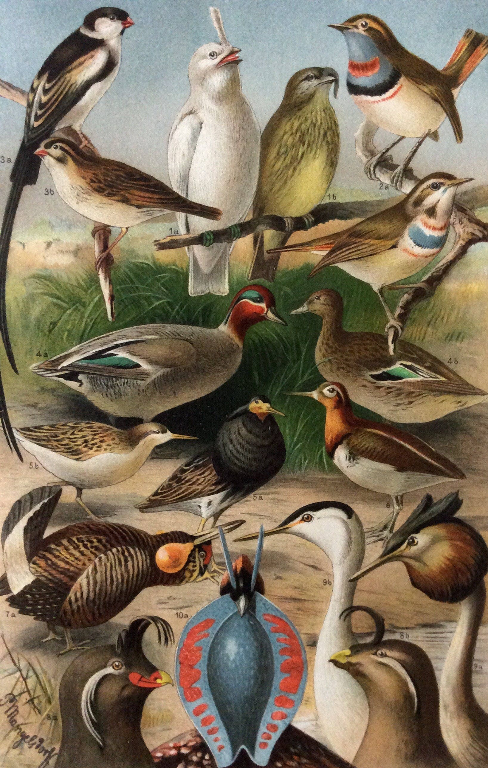 Antique Print 1890s German Colour Chromolithograph BIRD OF PARADISE ...